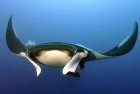Anatomía de las Mantarrayas - Mantarraya Información y Características