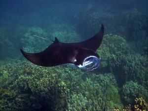 Manta Ray Feeding